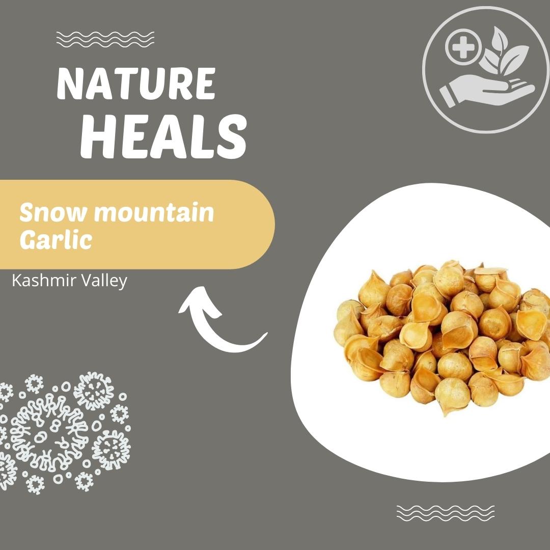 Snow mountain garlic - Mr. Nature's